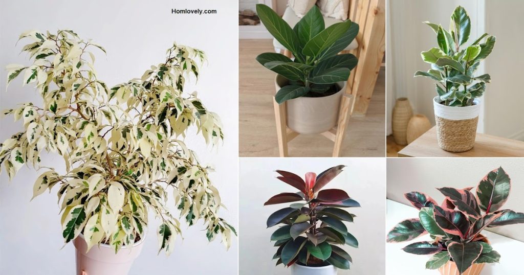 Beautiful Types Of Ficus Plant » HouseDesigns